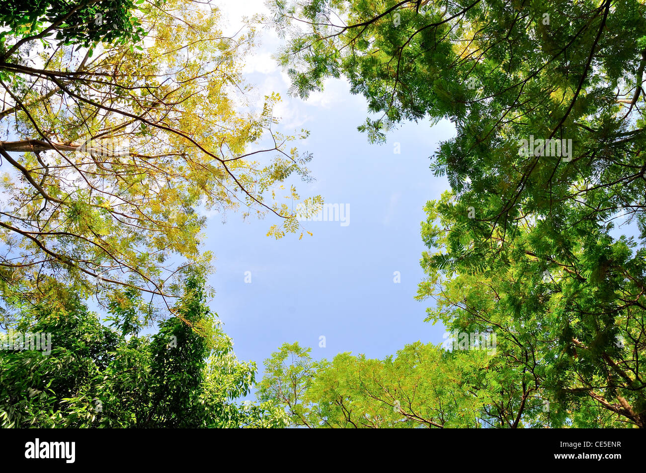 Hole of sky surrounding by tree frame Stock Photo - Alamy
