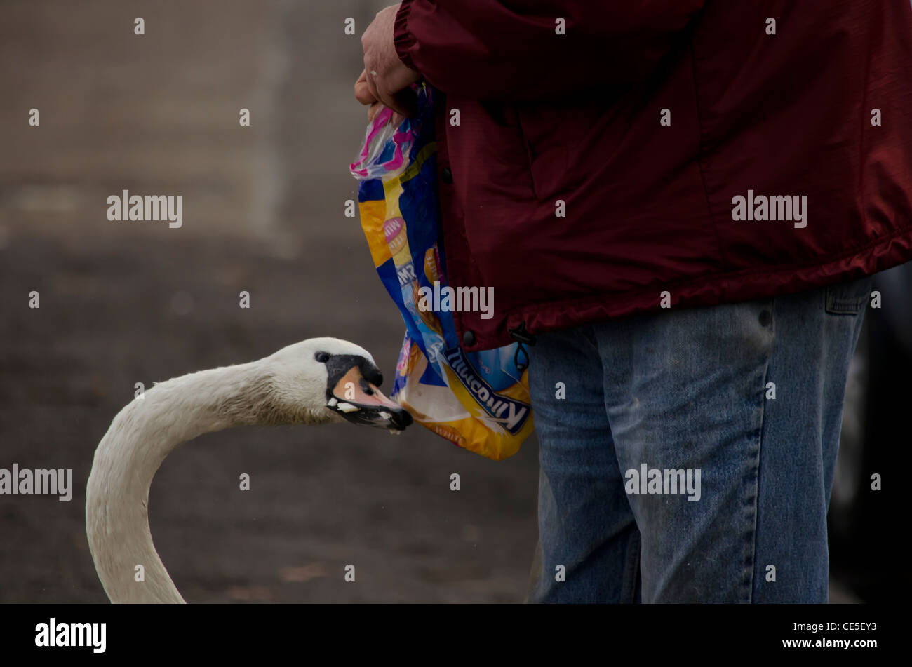 Man feeding a swan with bread Stock Photo - Alamy