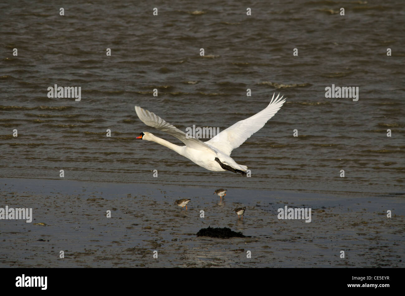 Swan flying along a river Stock Photo - Alamy
