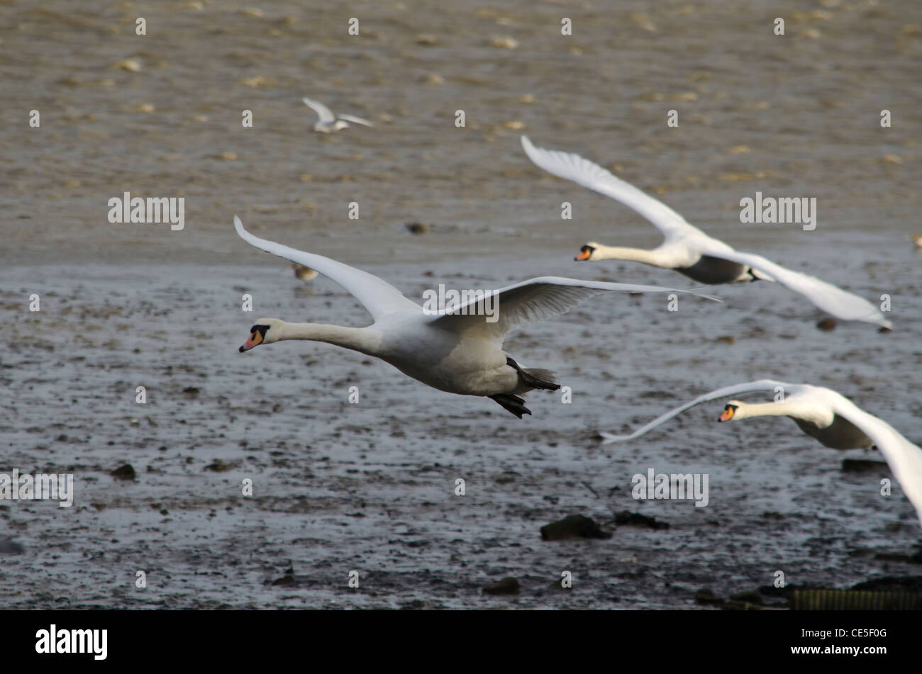 Three swans taking off Stock Photo - Alamy