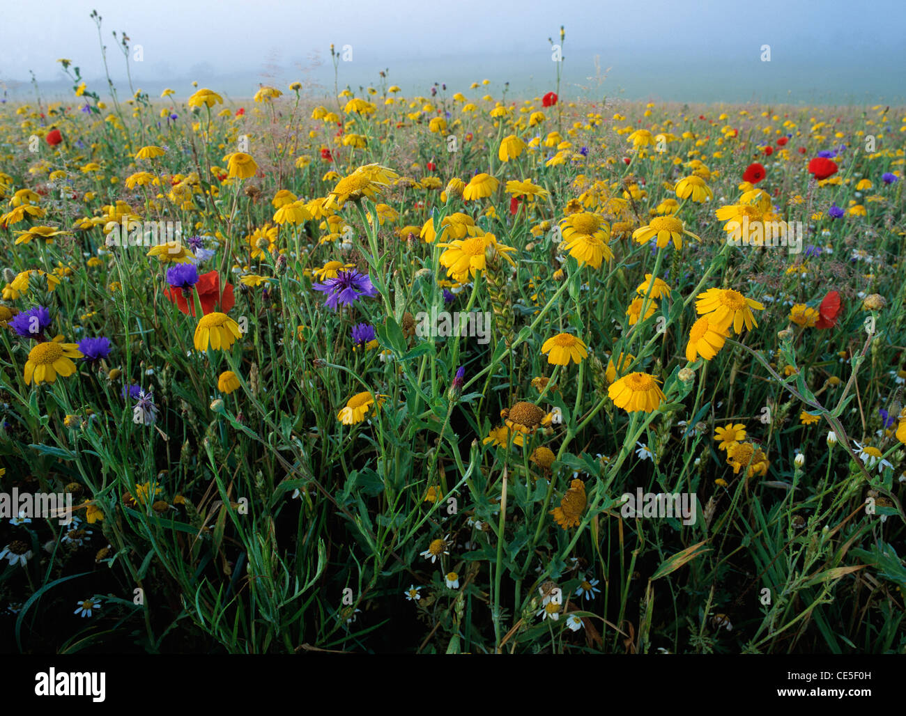 Field full of arable weeds, including Corn Marigold, Cornflowers ...