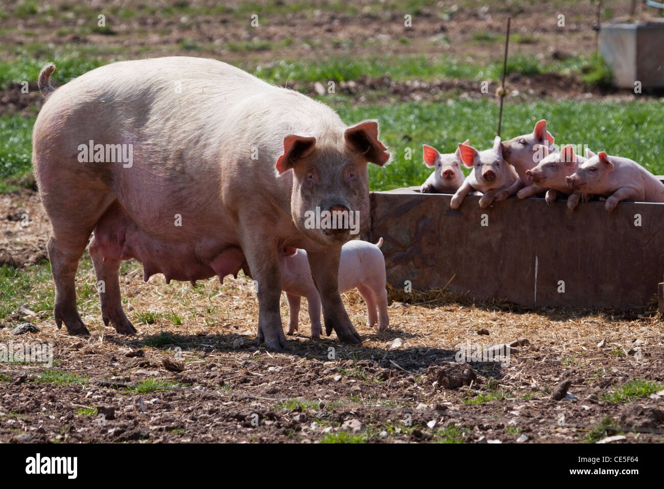 Outdoor pigs hi-res stock photography and images - Alamy