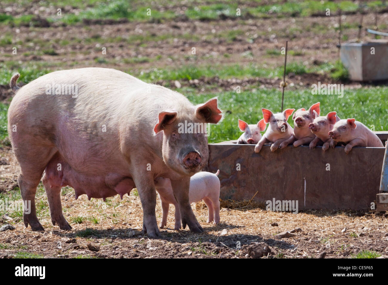 Outdoor reared free range pigs Stock Photo - Alamy
