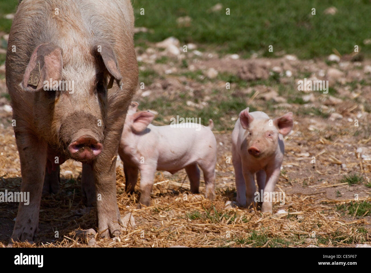 Outdoor reared free range pigs Stock Photo - Alamy