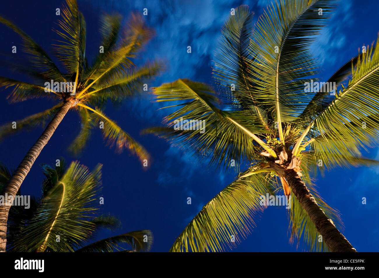 Tropical Night Sky, Palm Trees and Moon Stock Photo - Alamy
