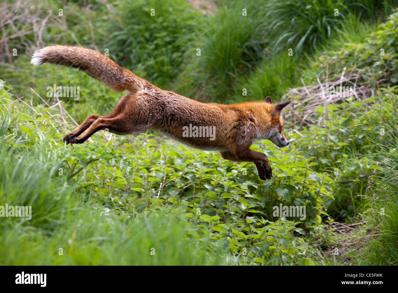 Red fox jumping hi-res stock photography and images - Alamy