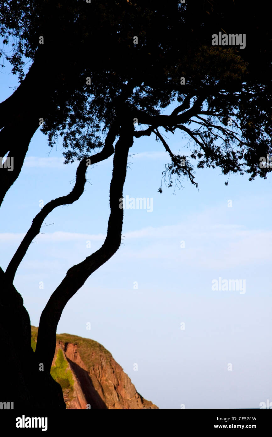 South Devon Coast with silhouetted trees in foreground at sunset Stock ...