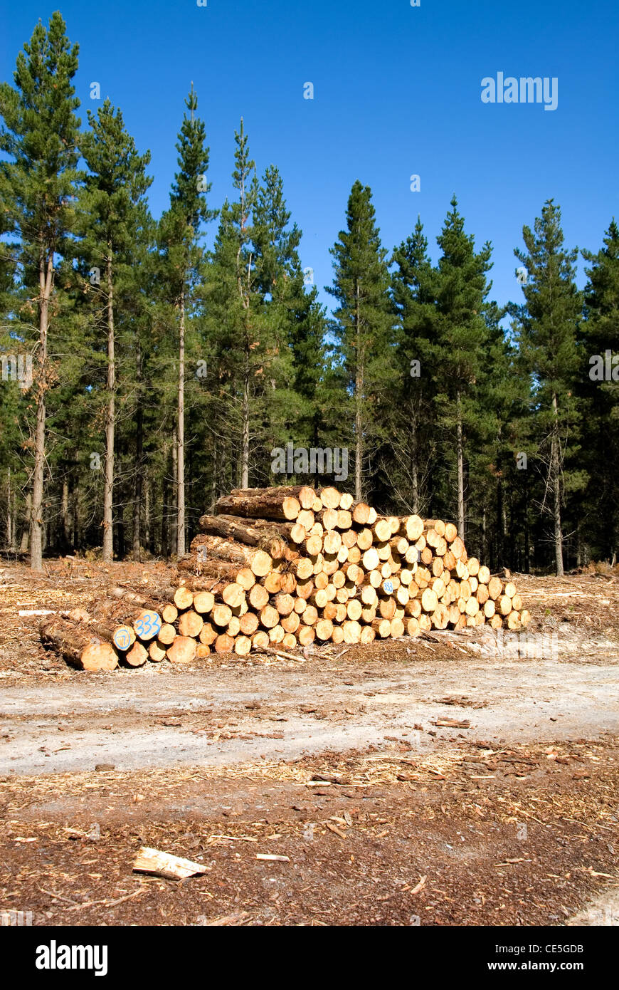 A pile of freshly cut pine logs waiting to be conveyed to the mill ...