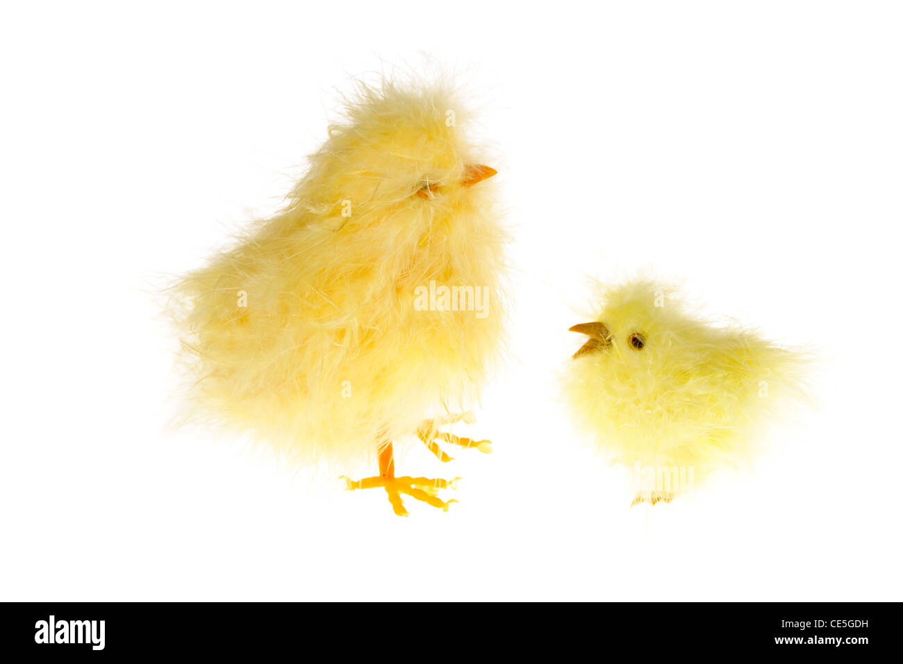 yellow chicklings photo on the white background Stock Photo - Alamy