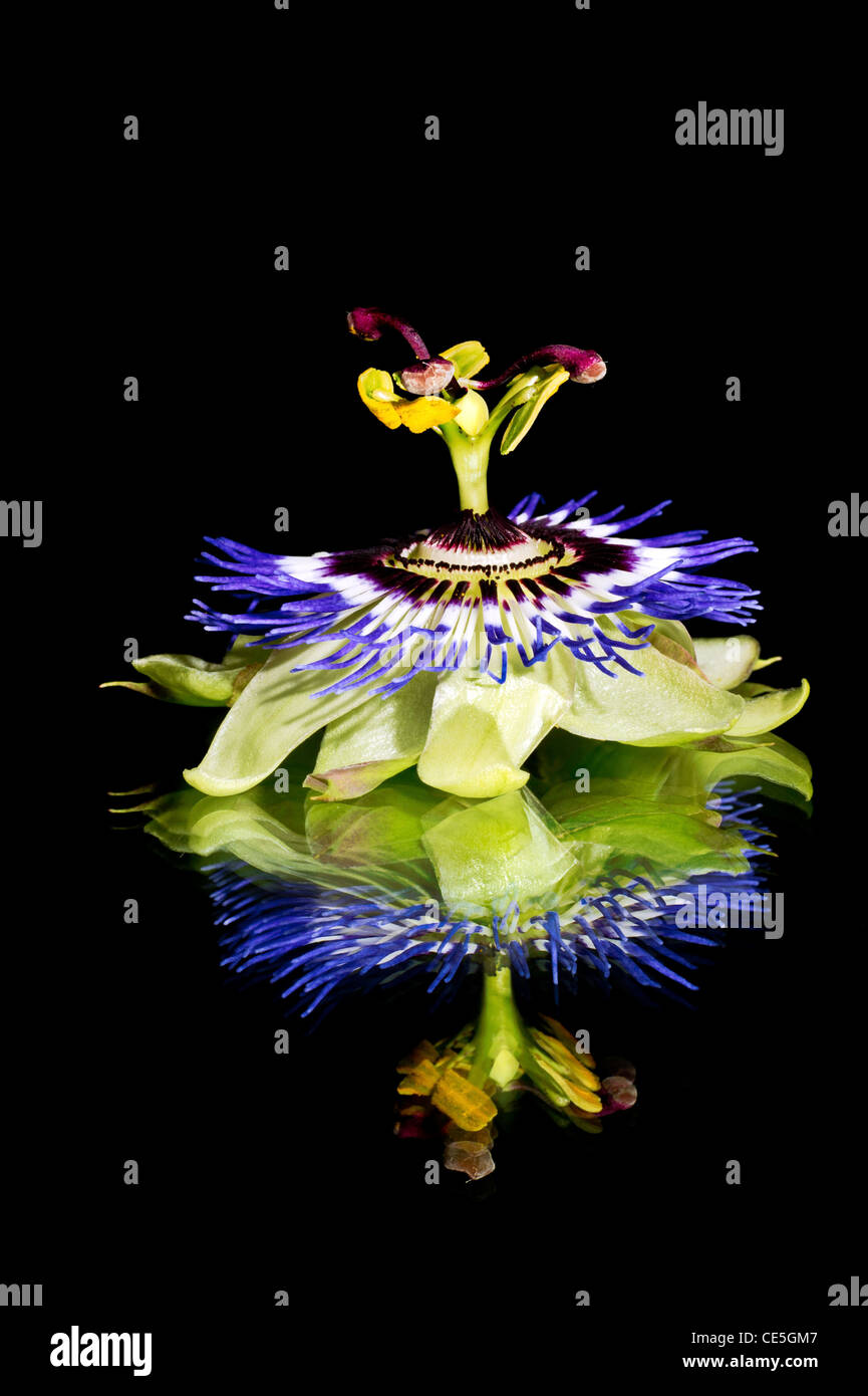 Flower reflection hi-res stock photography and images - Alamy