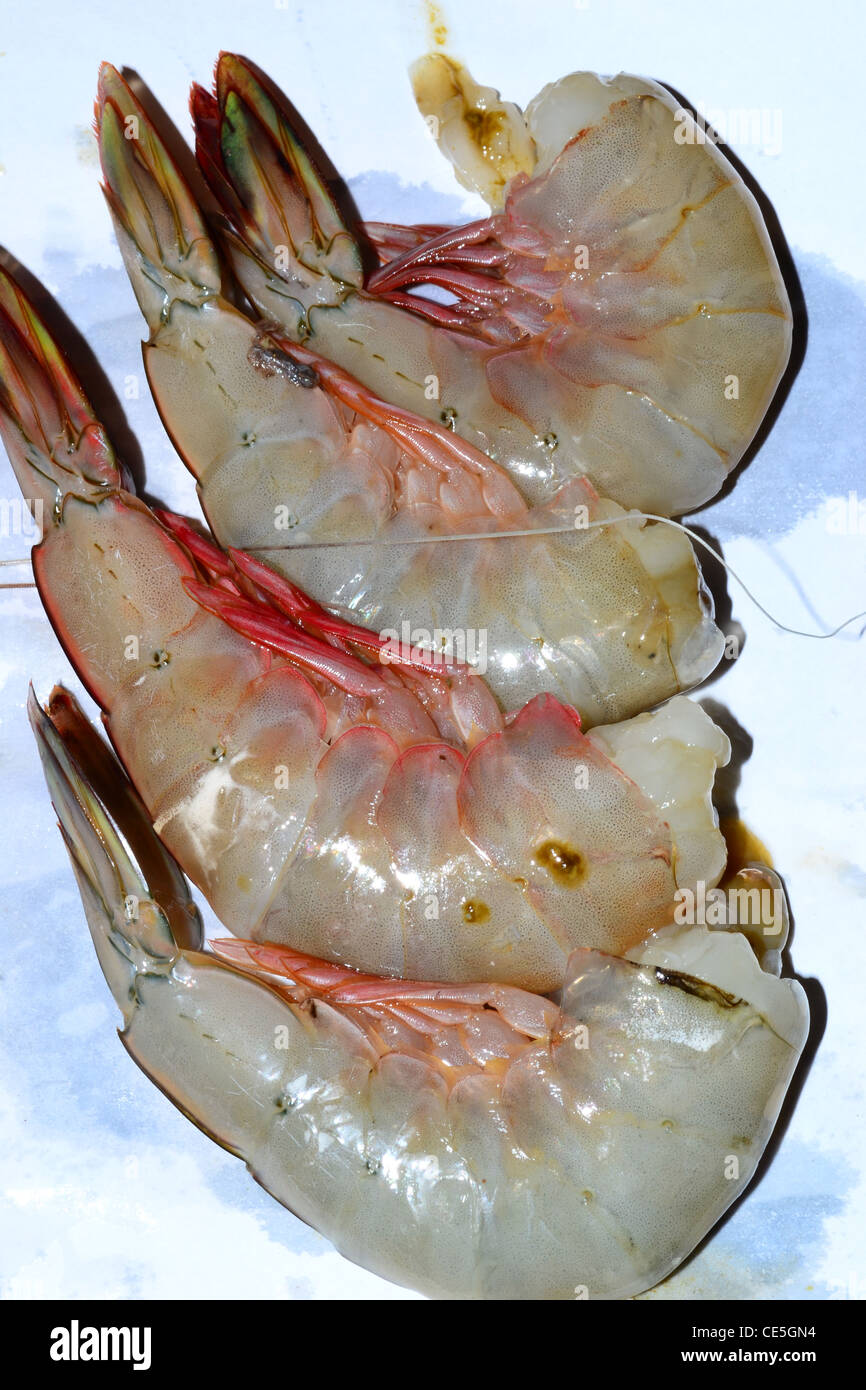 Big head shrimp hi-res stock photography and images - Alamy
