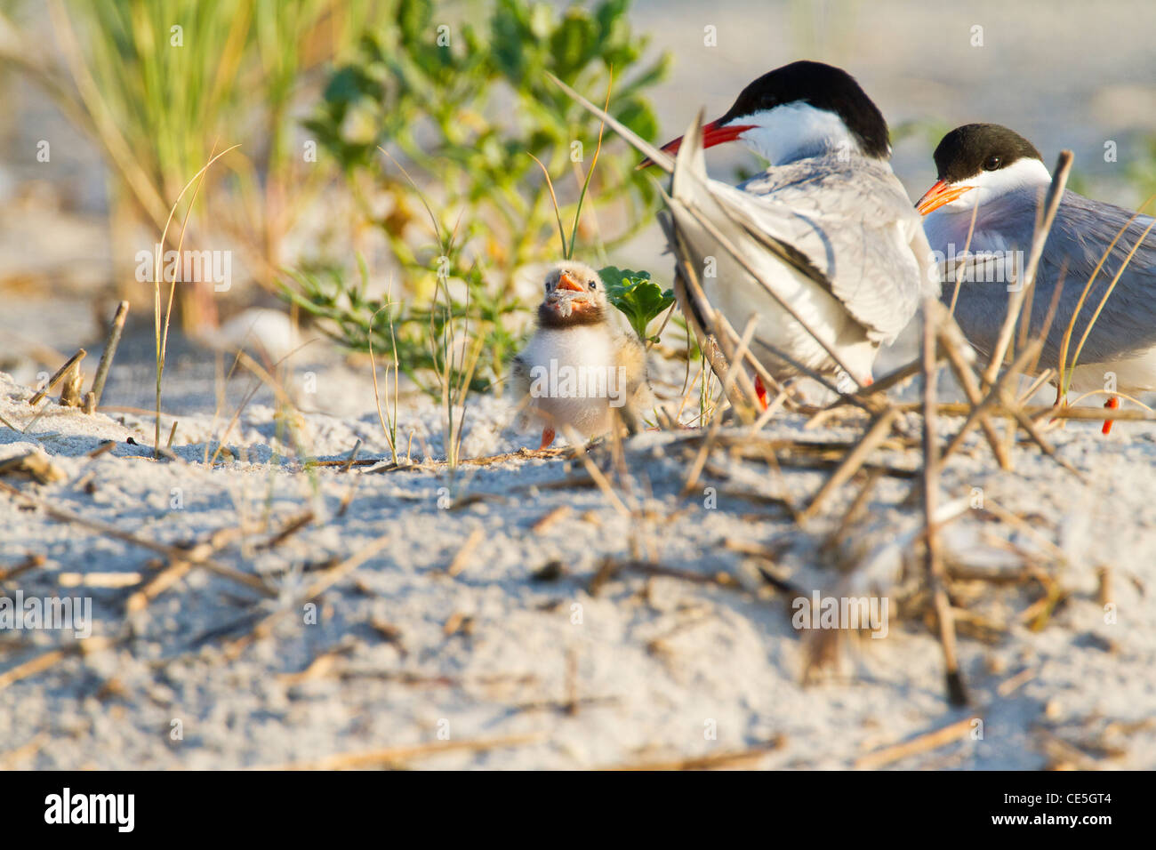 Growing fledglings hi-res stock photography and images - Alamy