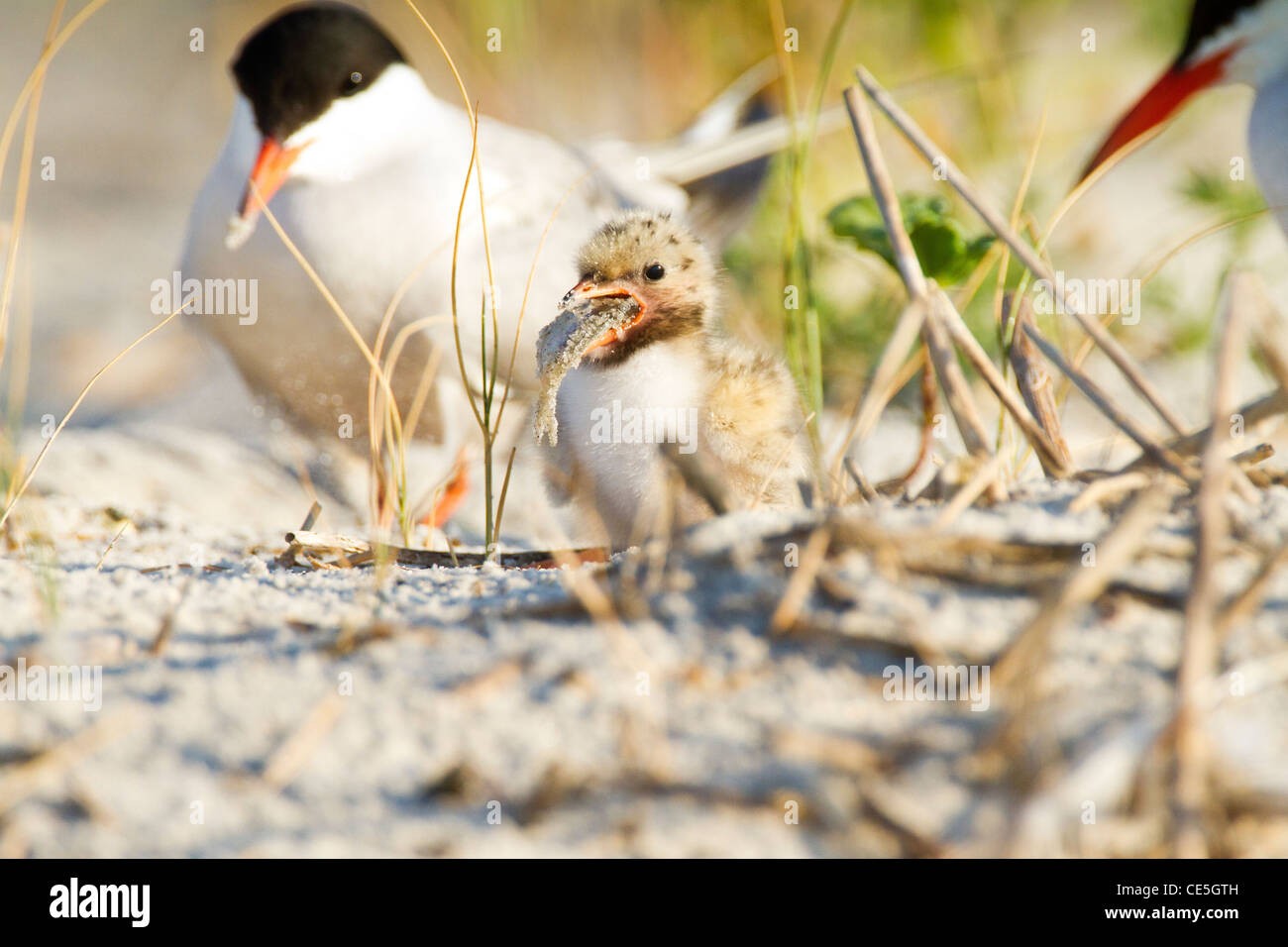 Growing fledglings hi-res stock photography and images - Alamy