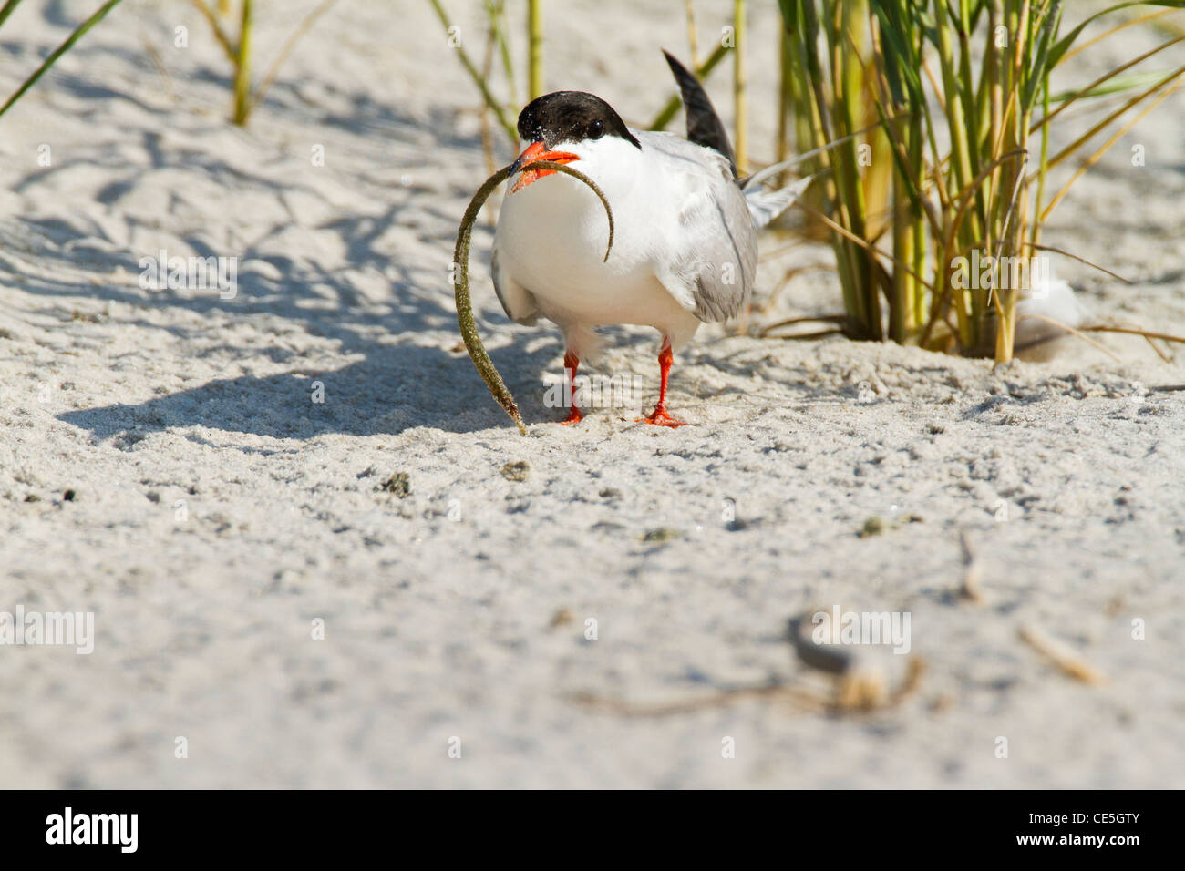 Tern images hi-res stock photography and images - Alamy