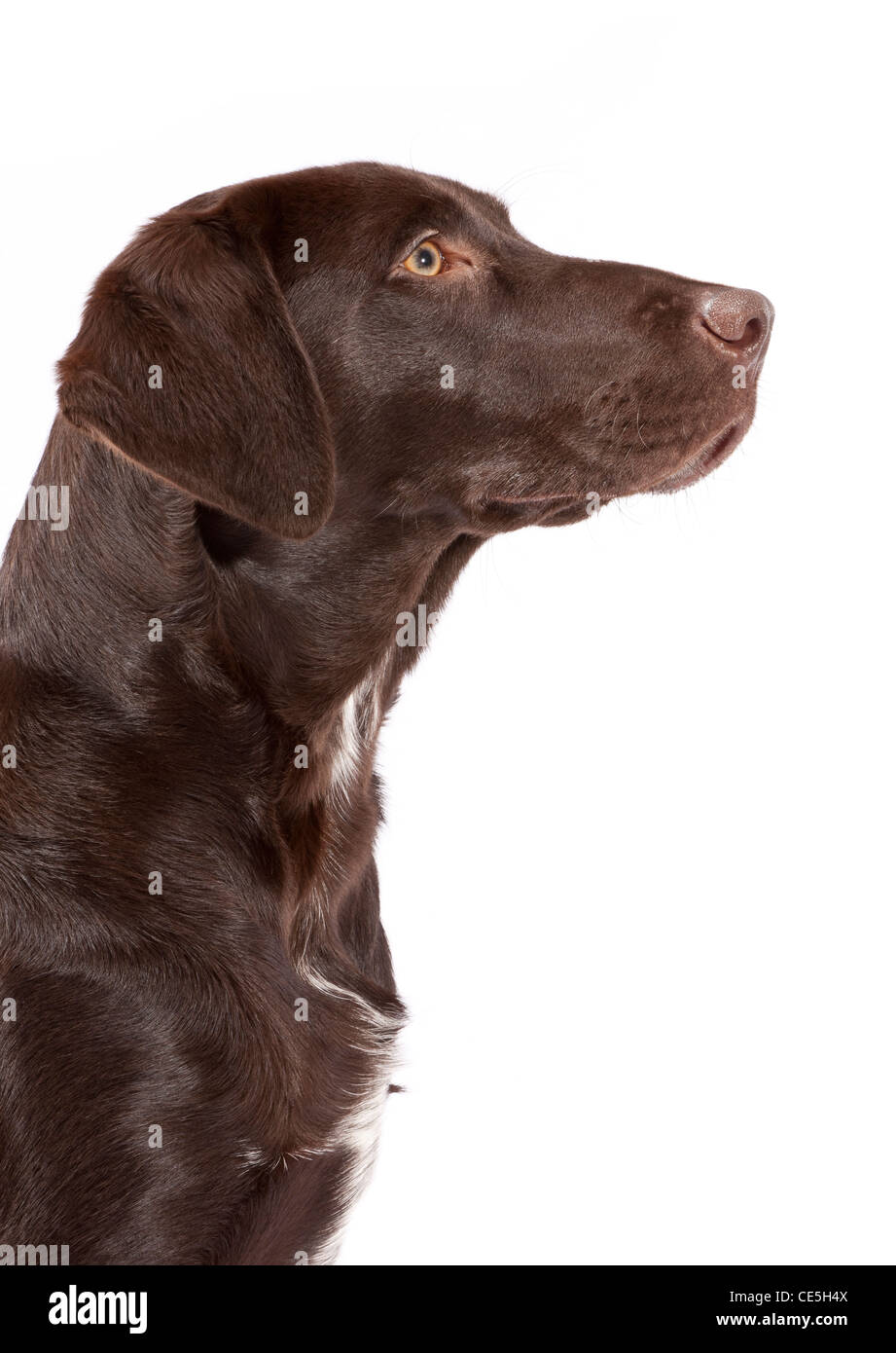 A Chocolate Labrador Pointer cross at 7 months old Stock Photo - Alamy