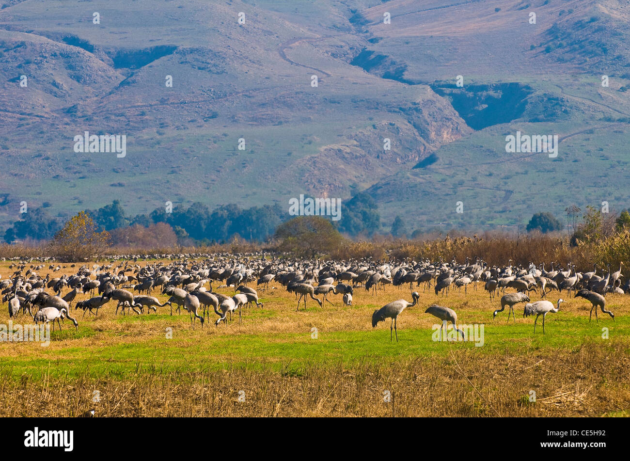 The Agamon Hula , a bird watching park in the Galilee north of Israel ...