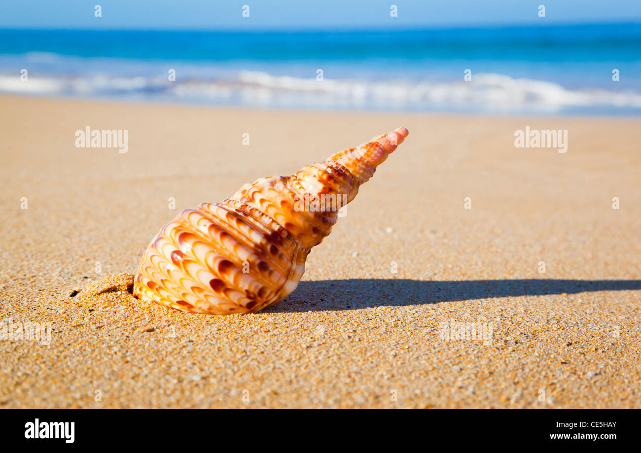 Shell on Exotic Beach Stock Photo - Alamy