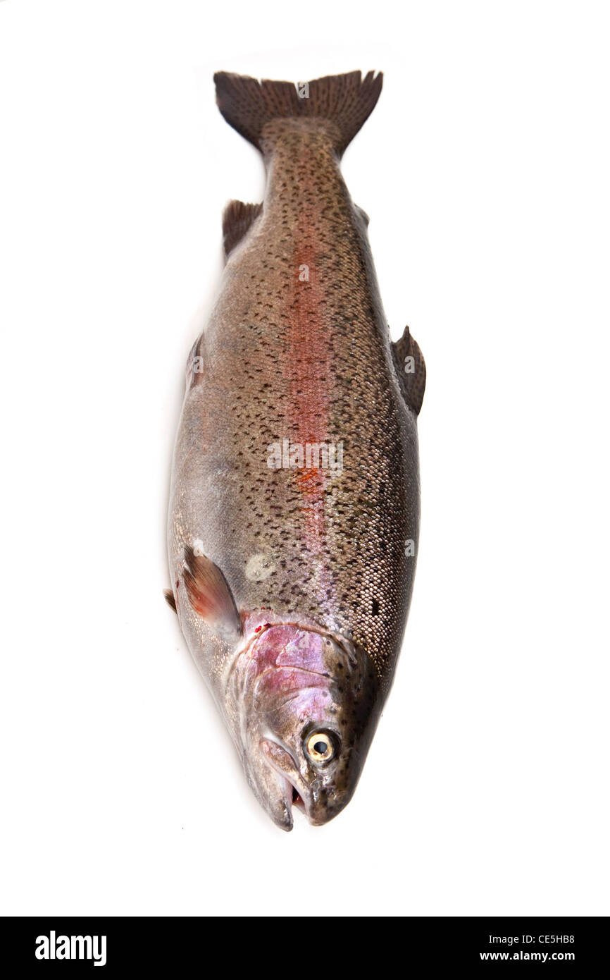 Whole rainbow trout fish isolated on a white studio background Stock ...