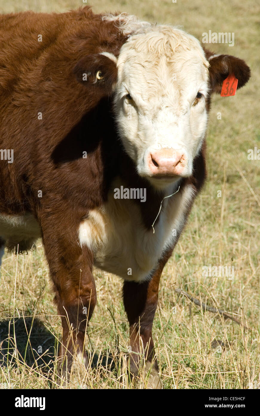 A Pole Hereford Steer on a farm on the Southern Highlands of New South ...