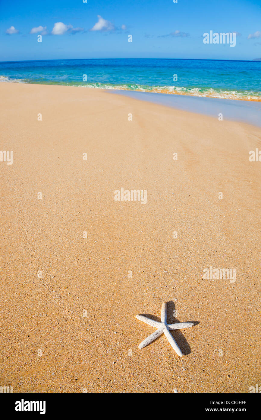 Star fish shell hi-res stock photography and images - Alamy