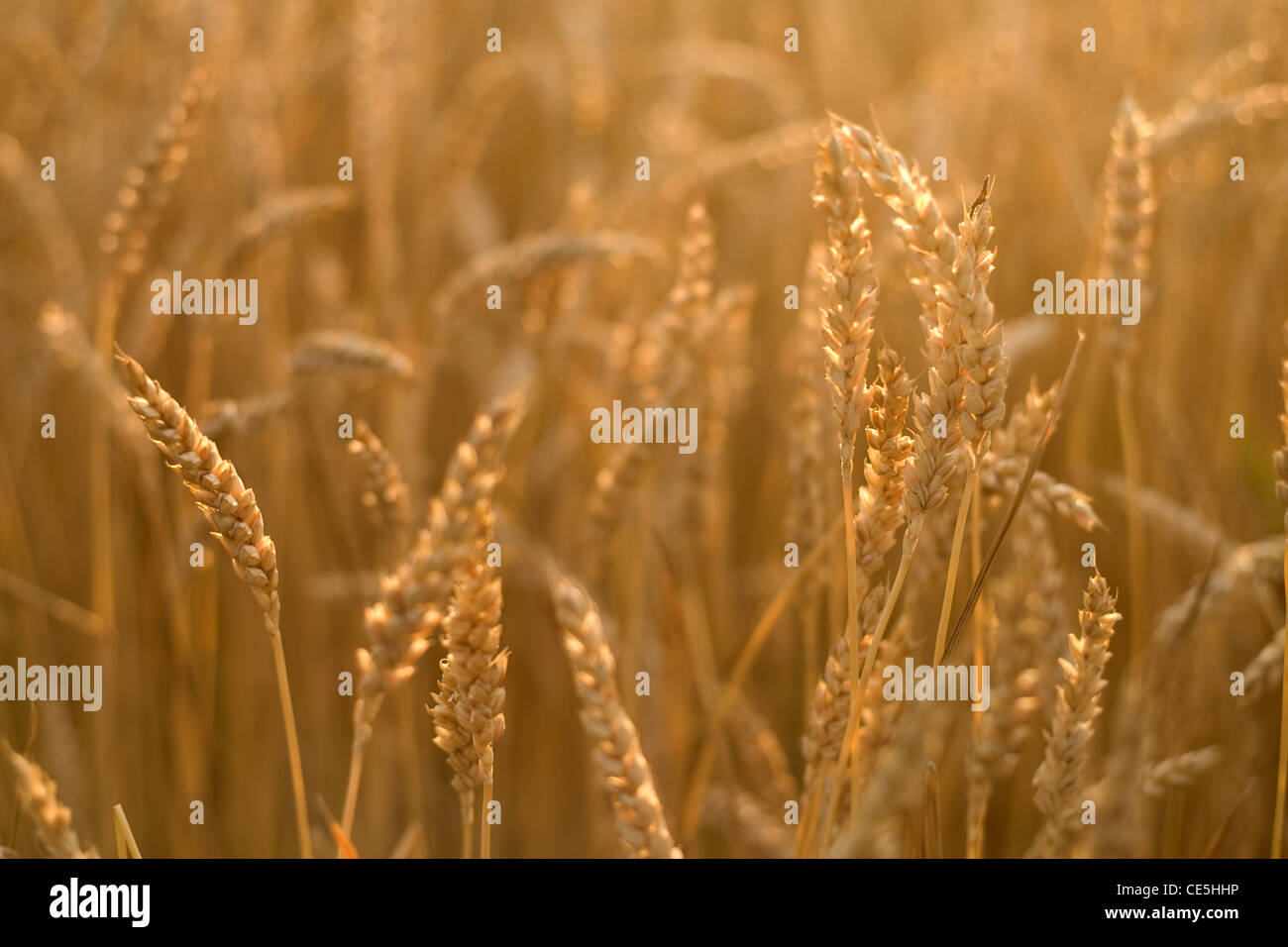 Parkhill Ontario, Canada - Triticum aestivum. image of Canadian wheat ...