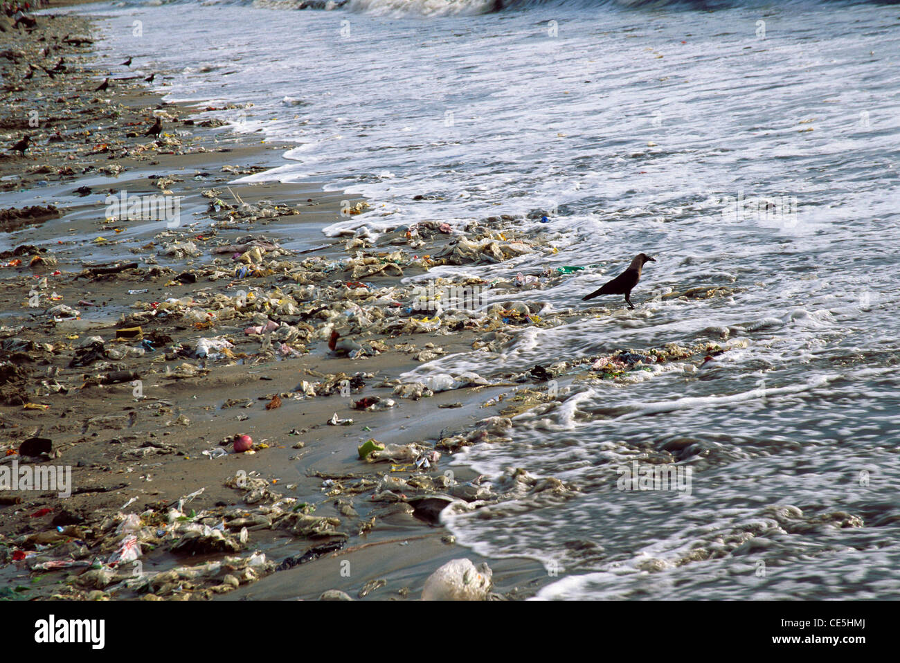 Plastic garbage on Dadar beach ; Bombay Mumbai ; Maharashtra ; India ...
