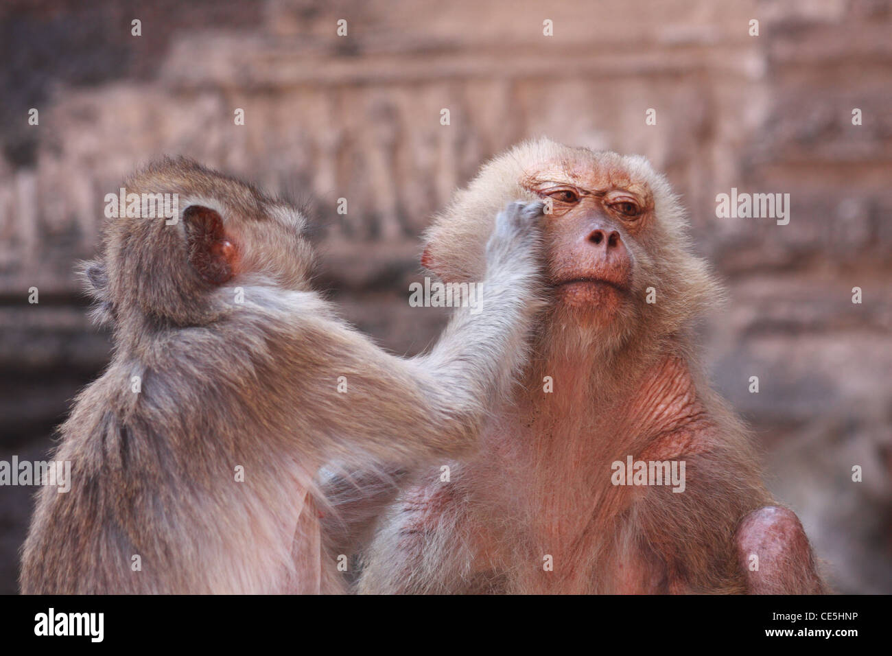 Couple of monkeys hi-res stock photography and images - Alamy