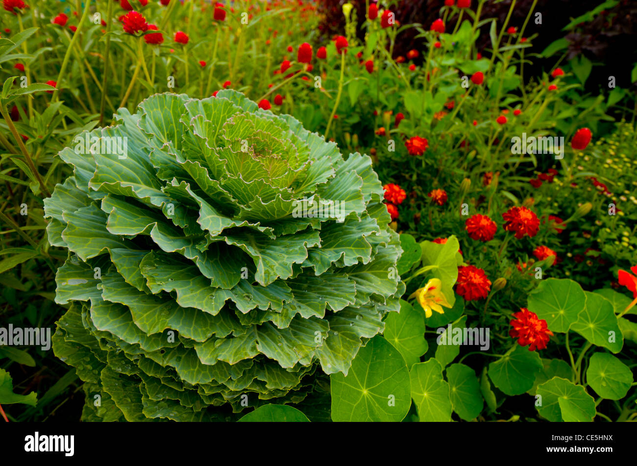 A Large Blooming Green Plant with Small Red Flowers in the Background ...