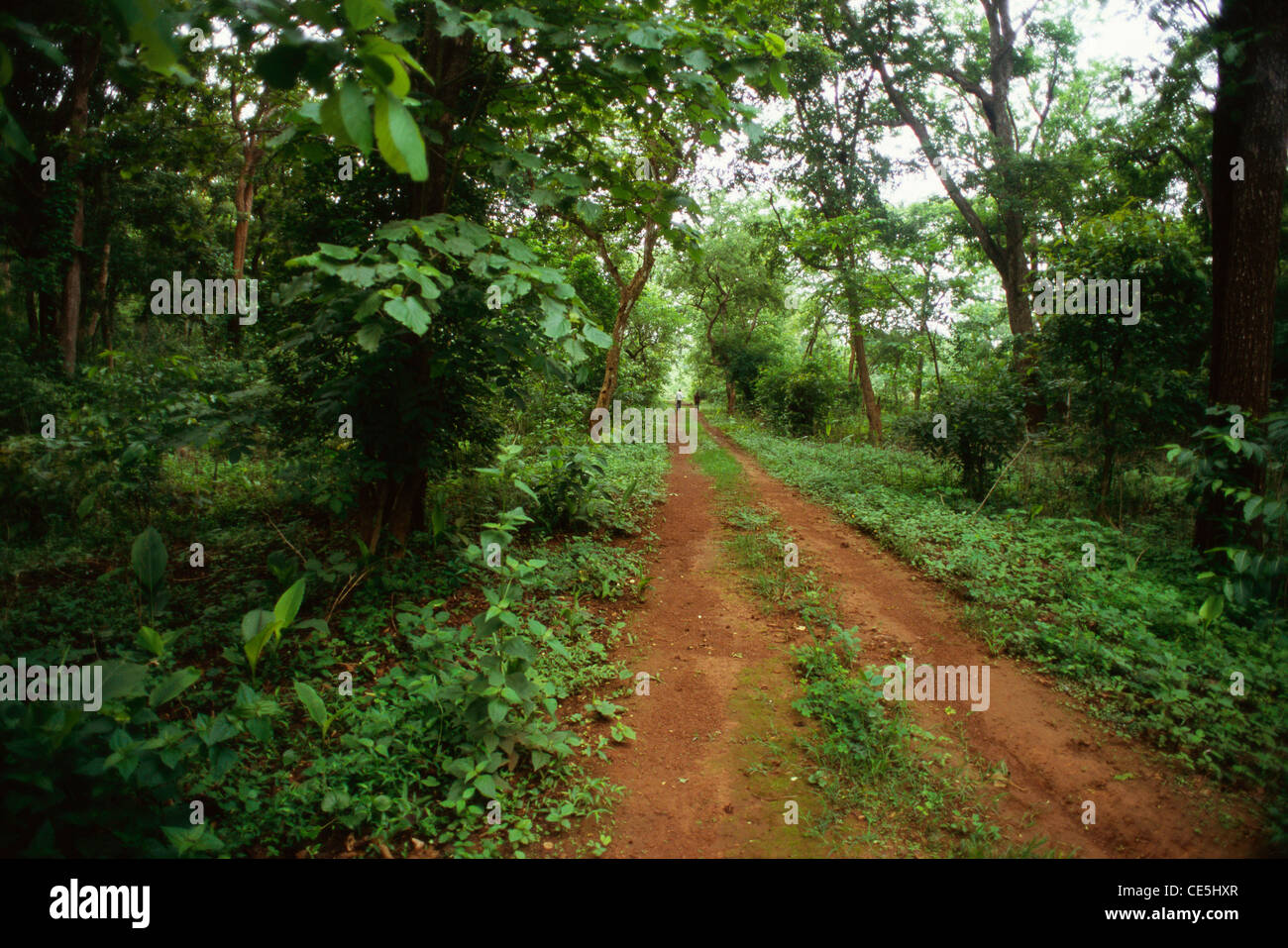 Bastar forest hi-res stock photography and images - Alamy