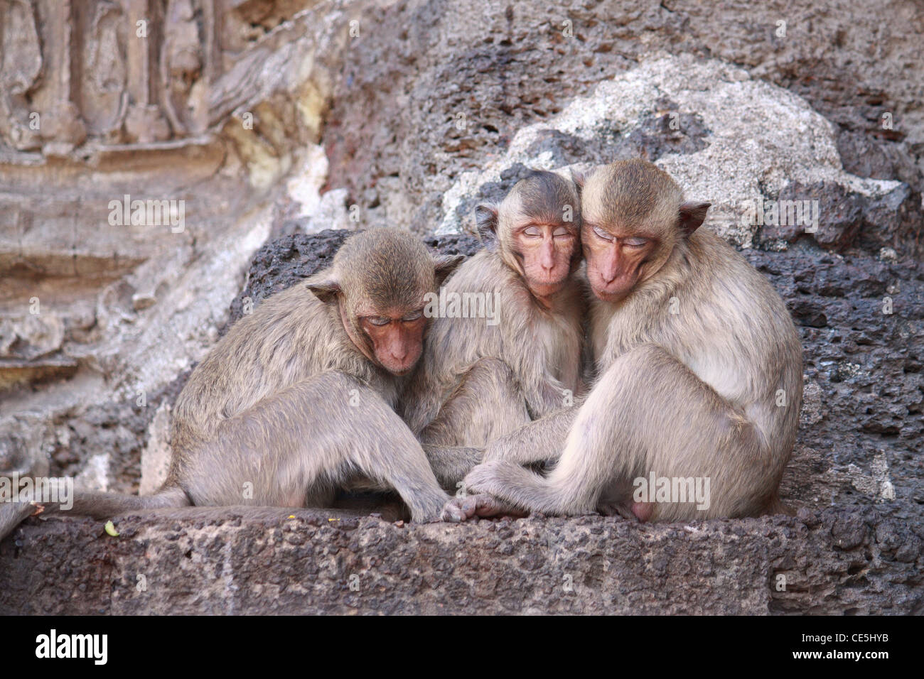 Sleeping monkey hi-res stock photography and images - Alamy