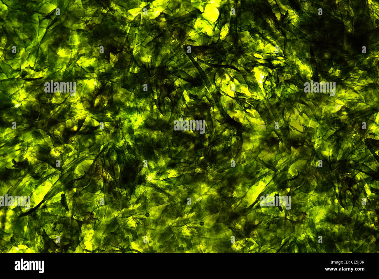 Dried seaweed background hi-res stock photography and images - Alamy