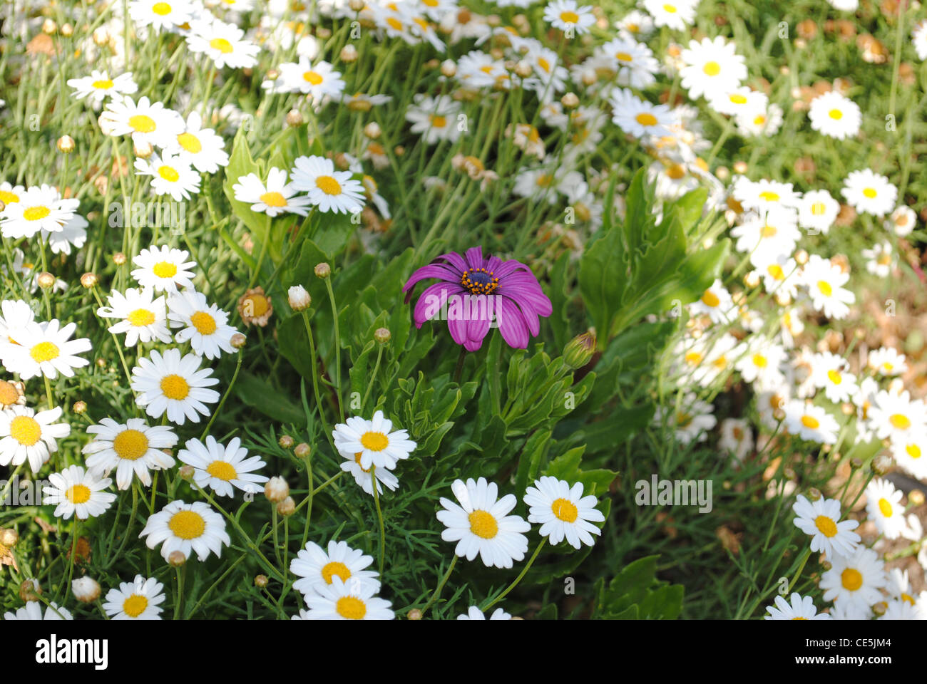 daisies with purple flower in the middle Stock Photo - Alamy