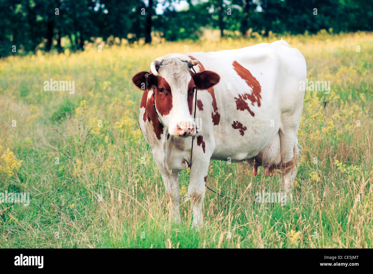 cow on meadow Stock Photo - Alamy