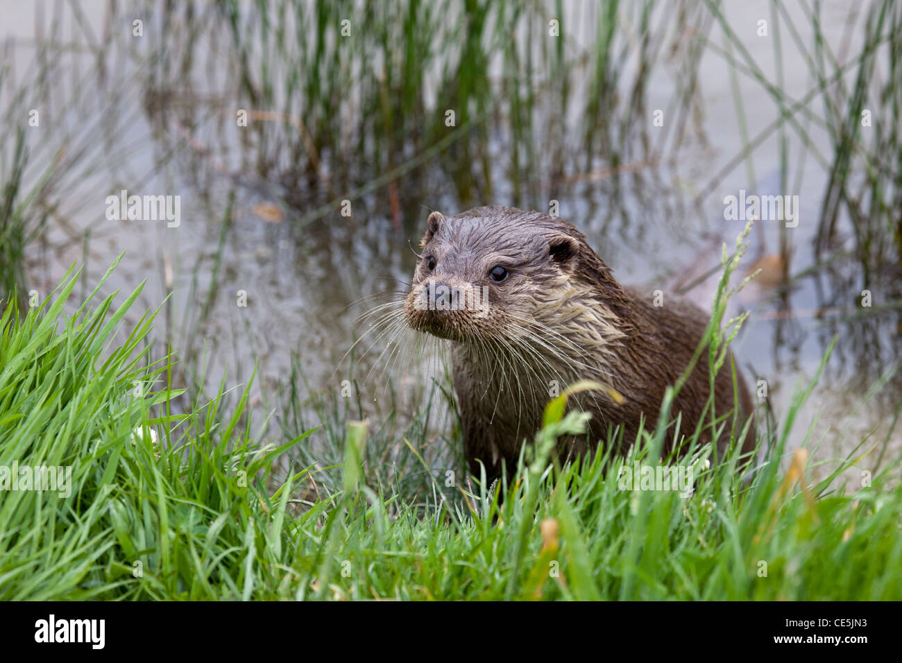 River Otter (Lutra lutra Stock Photo - Alamy