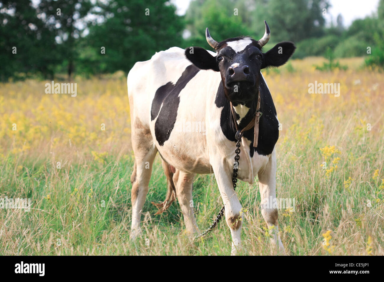 cow on meadow Stock Photo - Alamy