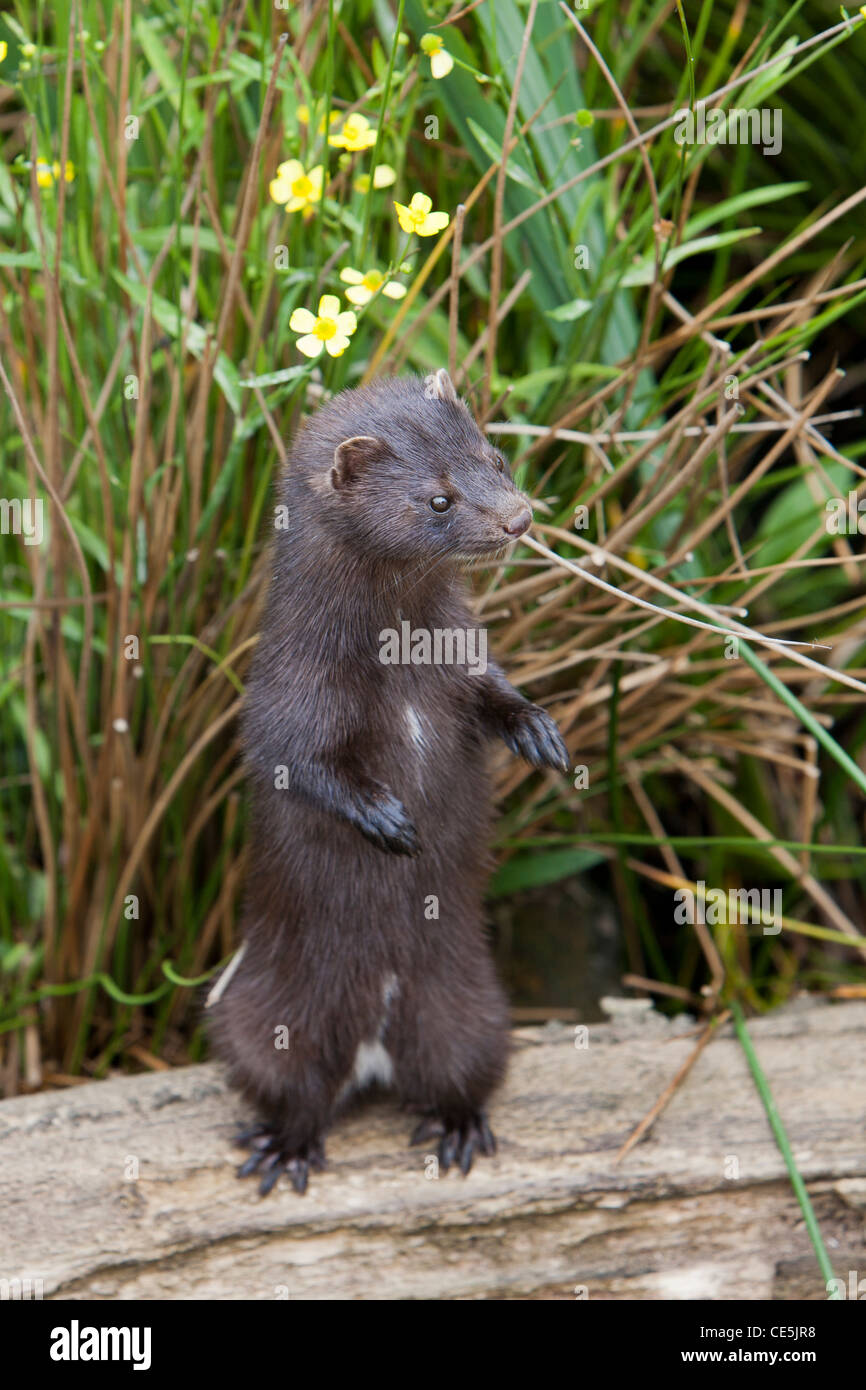American Mink (Neovison vison Stock Photo - Alamy