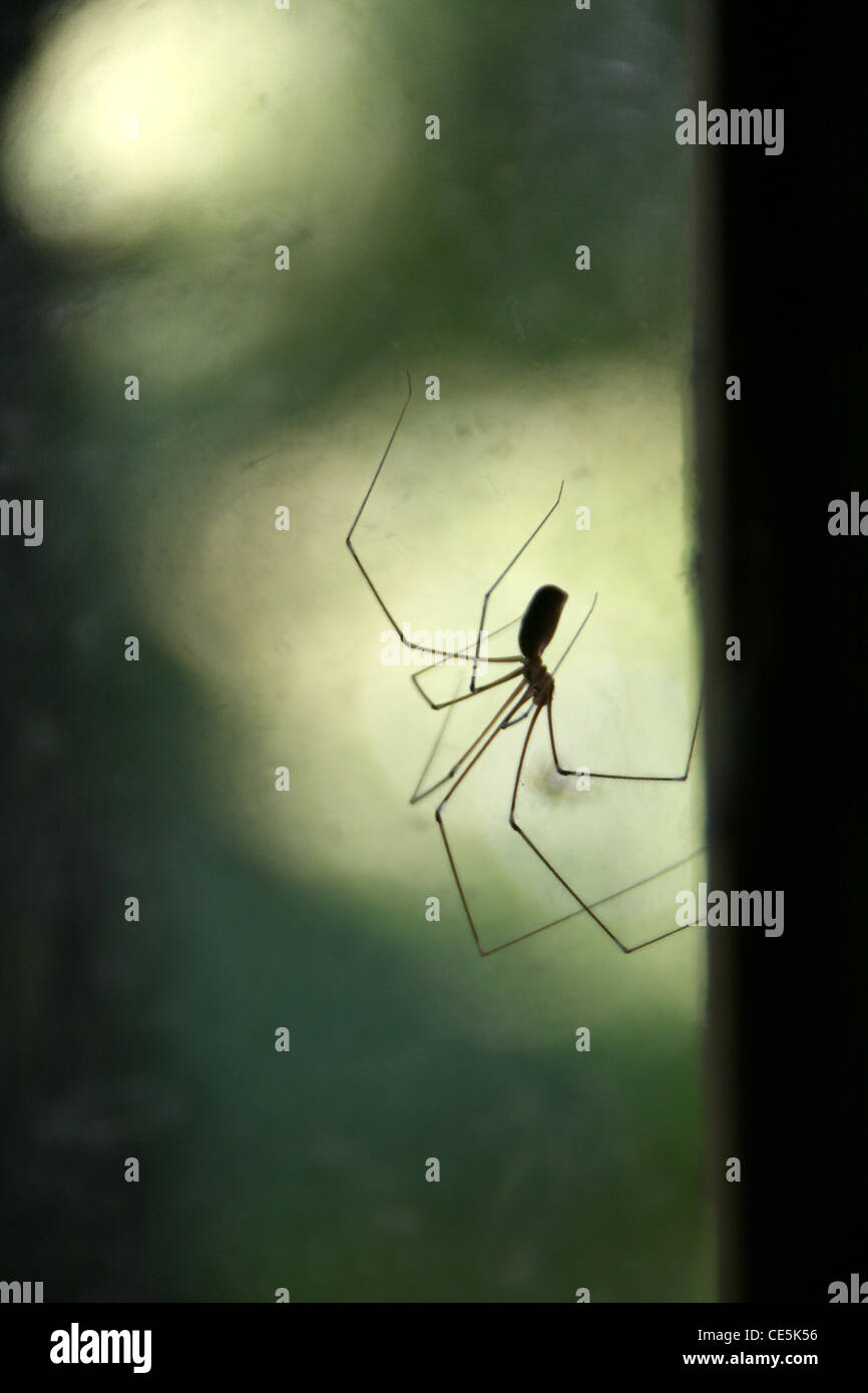 spider and window covered with cobwebs Stock Photo - Alamy