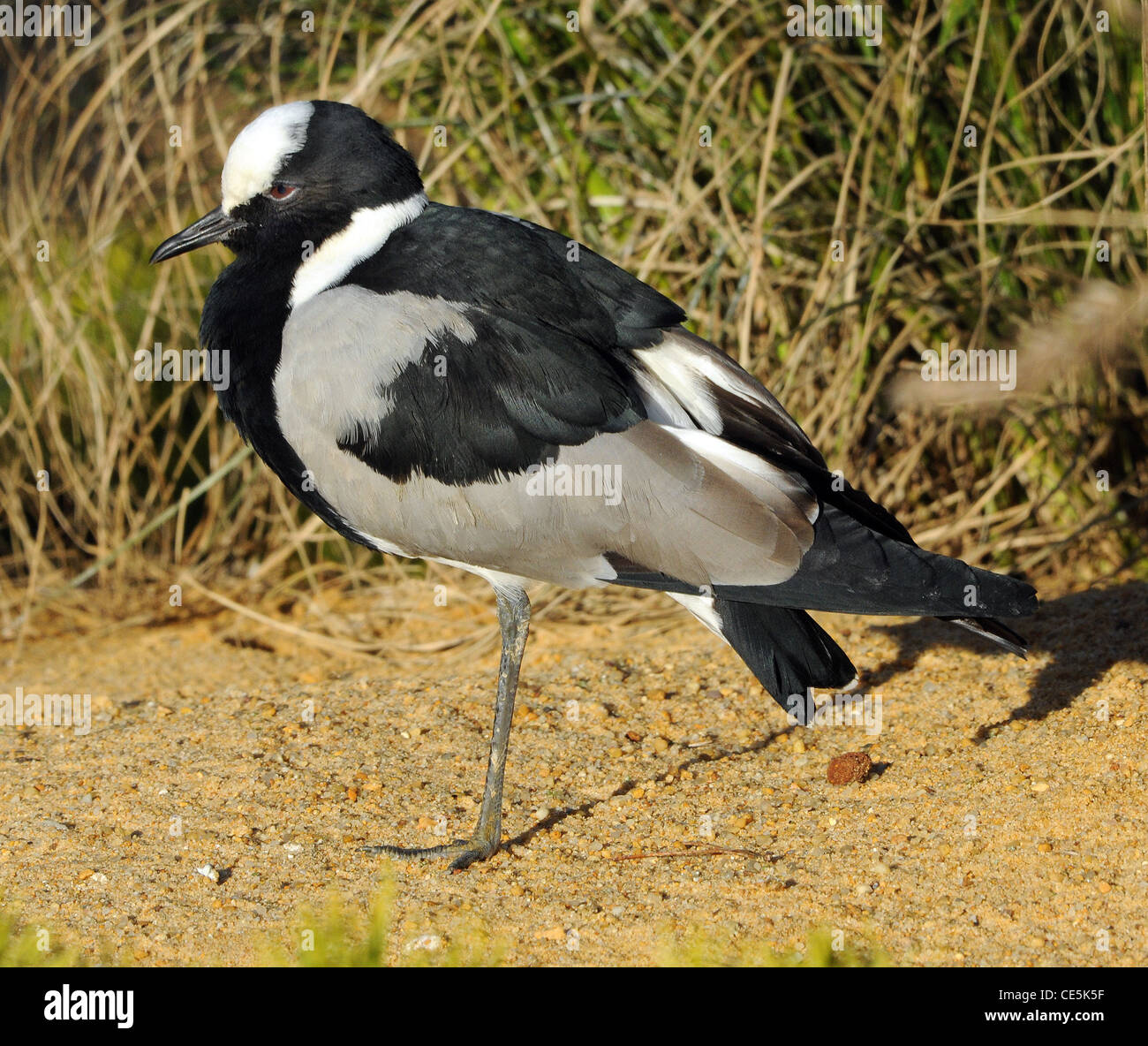 A BLACKSMITH PLOVER AT BIRDWORLD, SURREY Stock Photo - Alamy