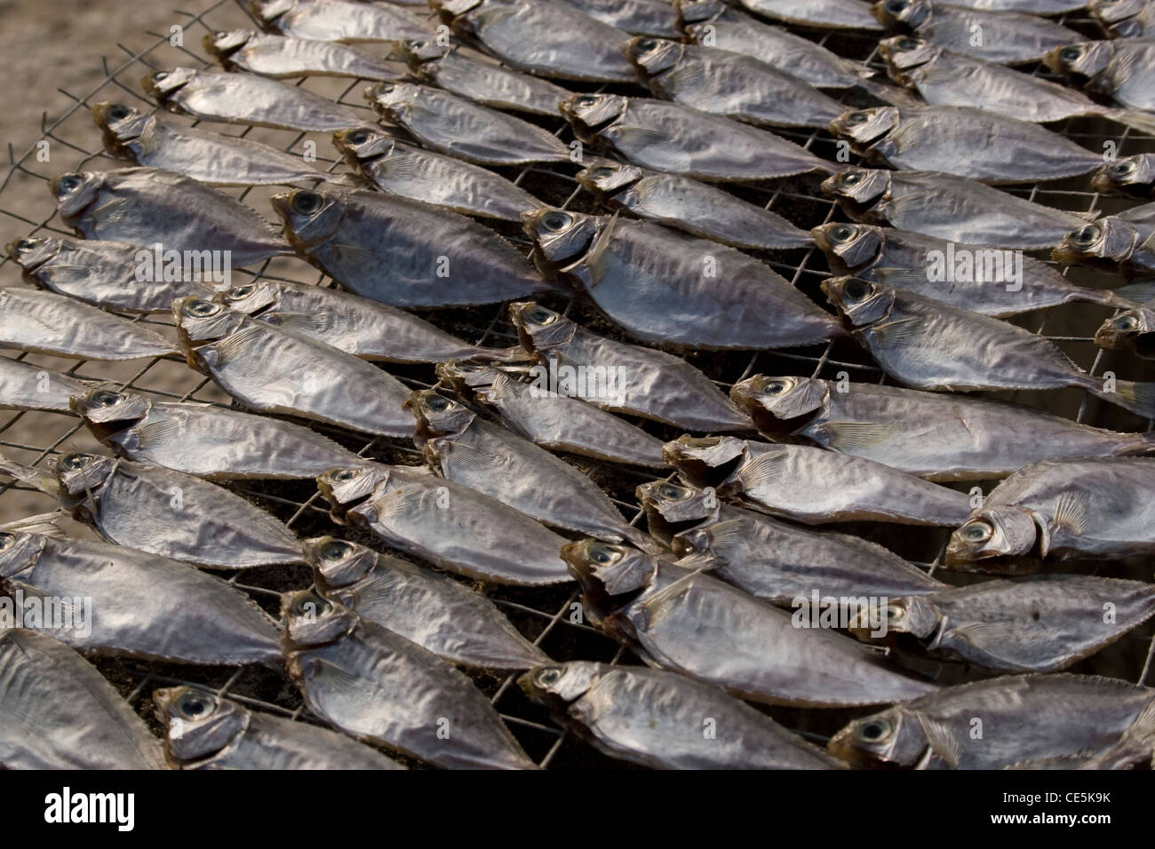 Fish drying in the sun at the harbour on Lamma Island in Hong Kong ...
