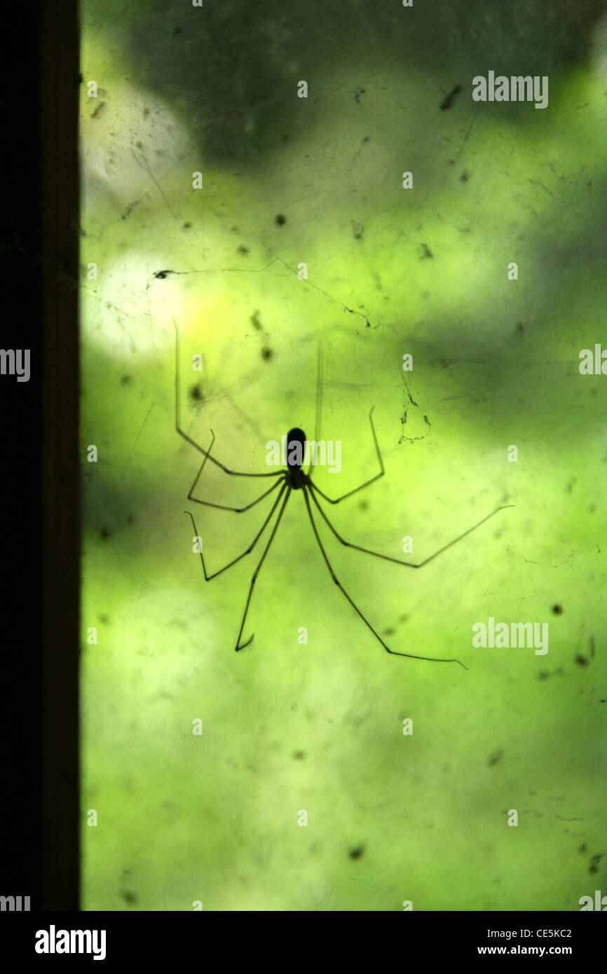 spider and window covered with cobwebs Stock Photo - Alamy