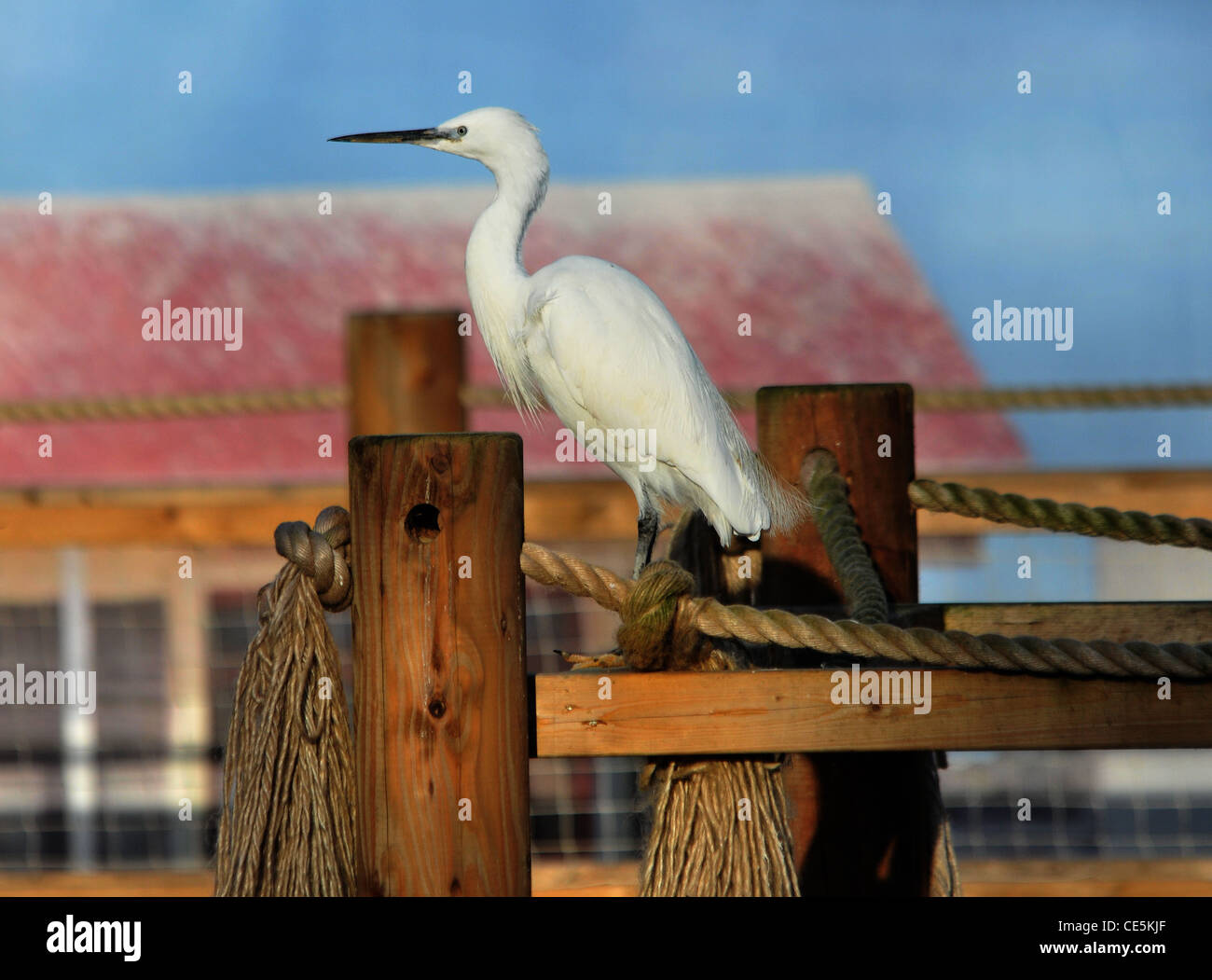 Birdworld surrey hi-res stock photography and images - Alamy