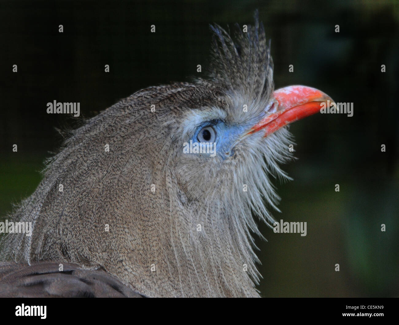 Seriema hi-res stock photography and images - Alamy