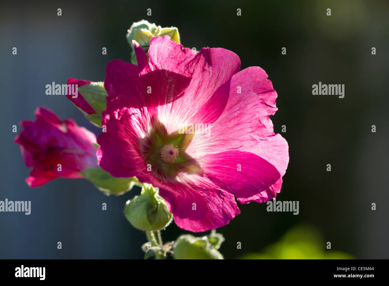 Hollyhock flowering plant Stock Photo - Alamy
