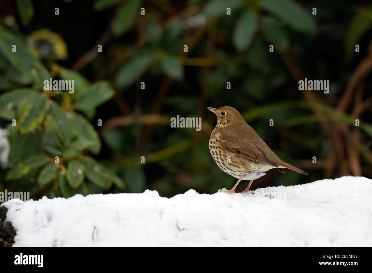 Song thrush bird uk hi-res stock photography and images - Alamy