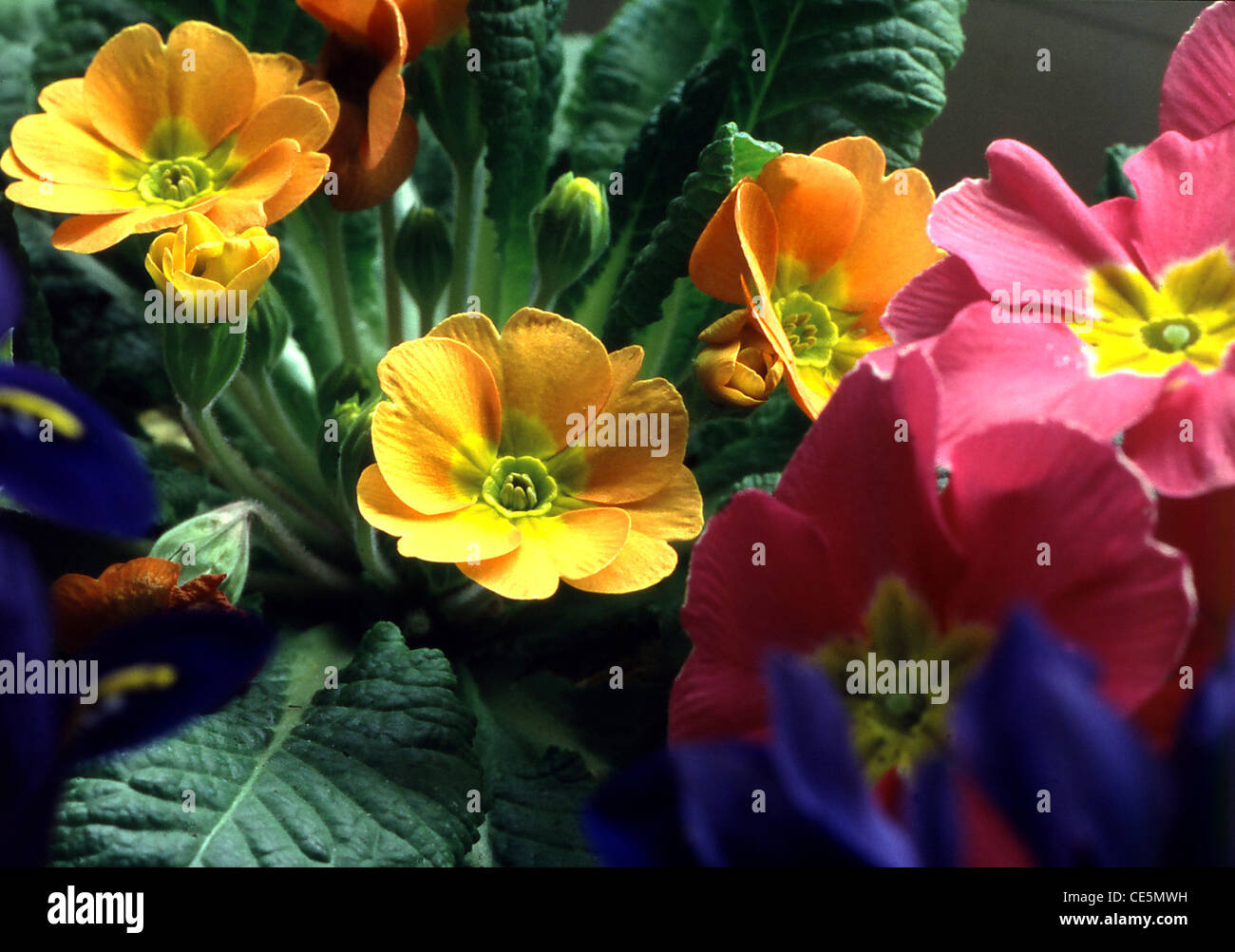 Primrose (Primula) macro Stock Photo - Alamy