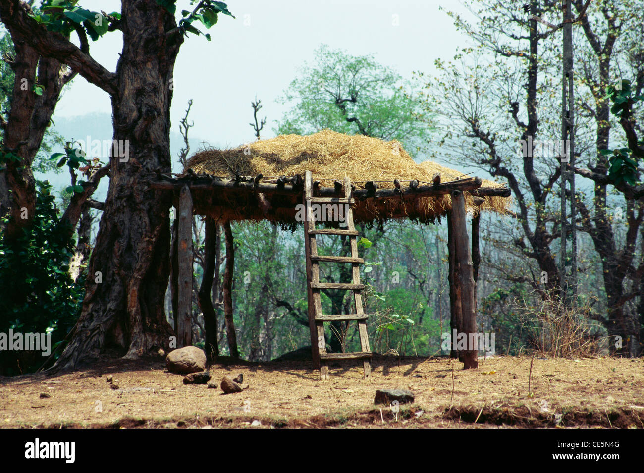 Hay stored on stilt ; tribal structure tower with ladder ; Silvassa ...