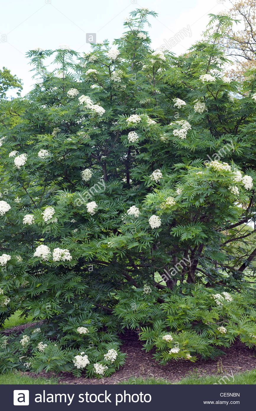 Rowan Tree Stock Photos & Rowan Tree Stock Images - Alamy