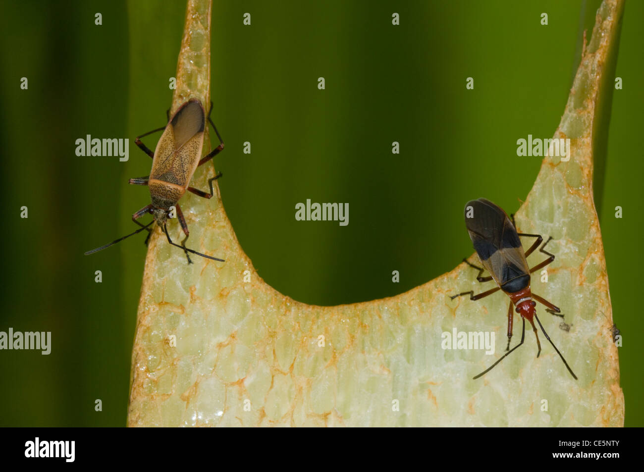 Central america bugs hi-res stock photography and images - Alamy