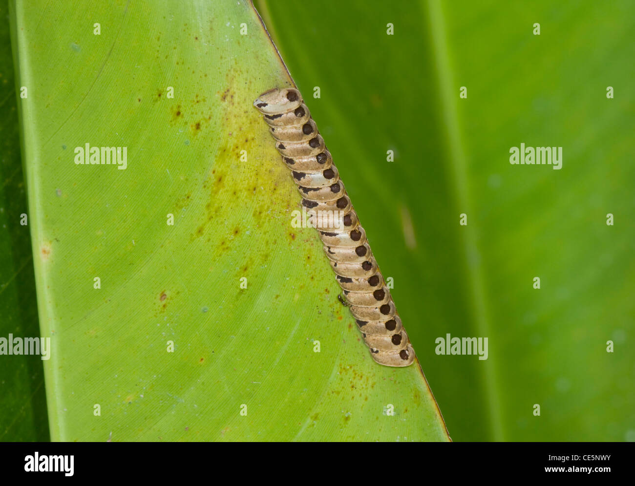 Butterfly insect egg hi-res stock photography and images - Alamy