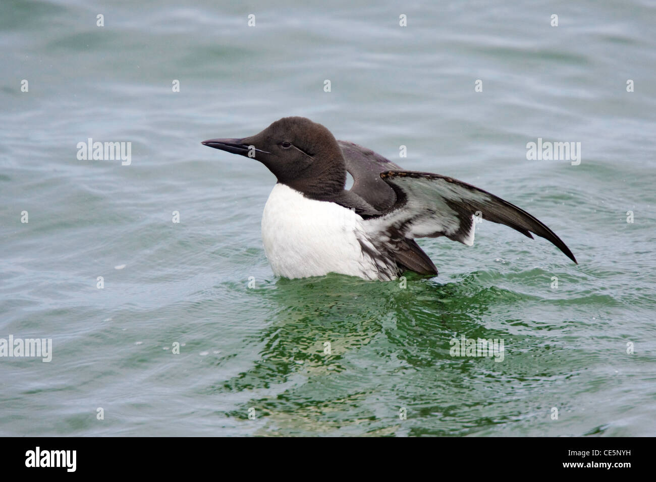Alcidae bird hi-res stock photography and images - Alamy